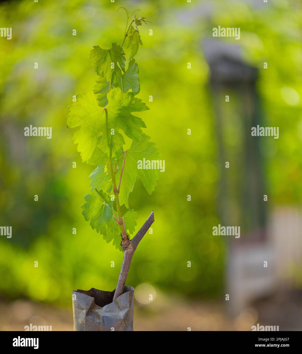 A grape seedling with a closed root system in a plastic container, and ...