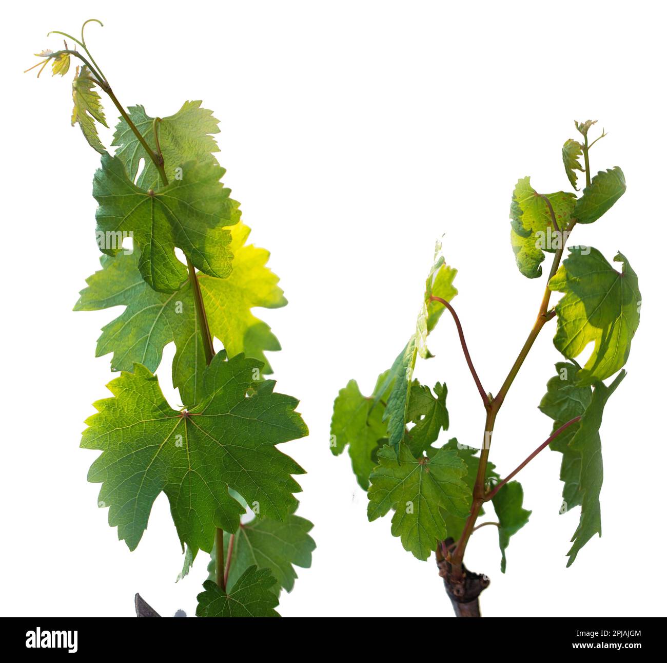 Grape seedlings Cut Out Stock Images & Pictures - Alamy