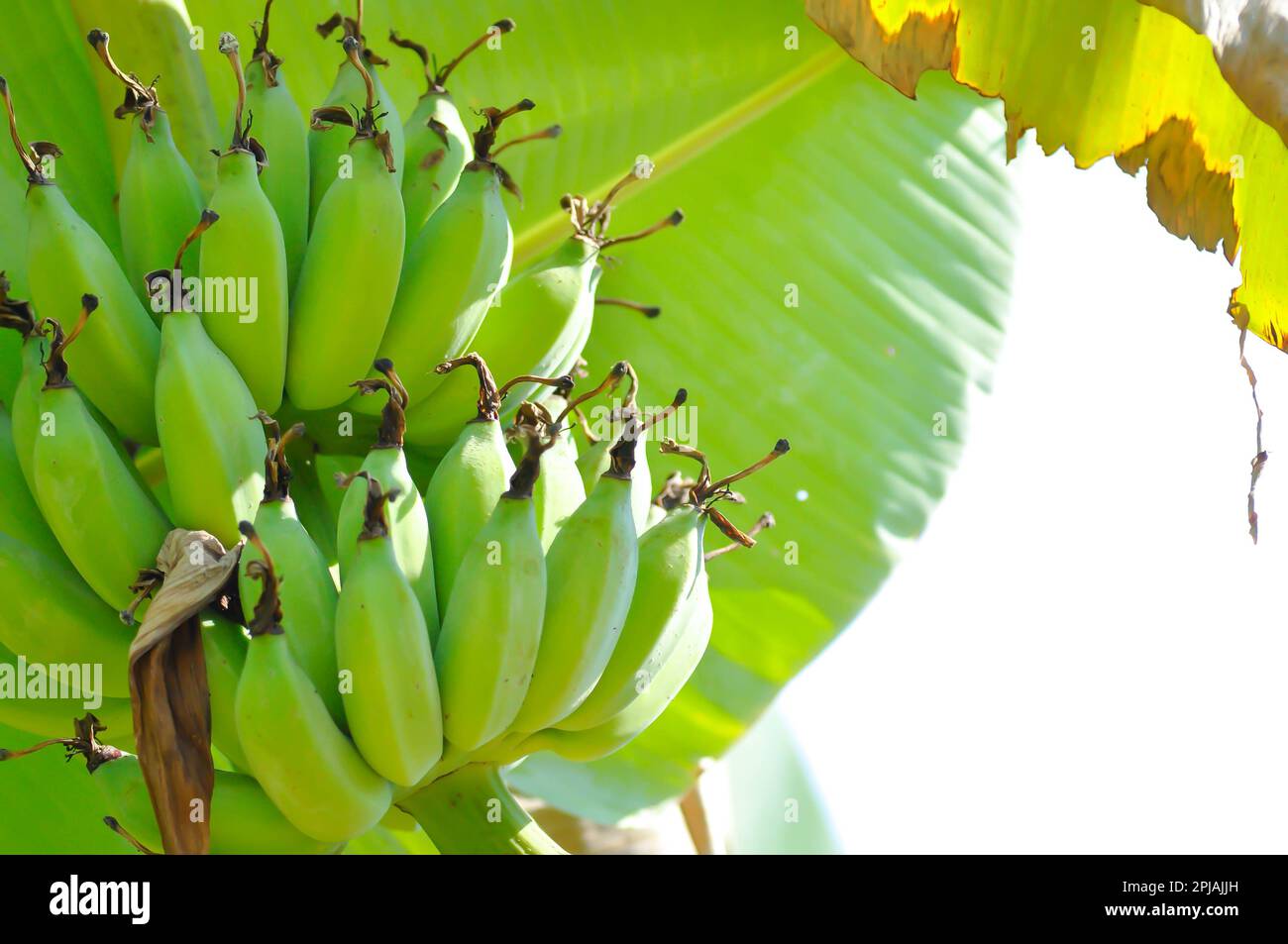 banana ,banana seed or banana plant in the garden Stock Photo - Alamy