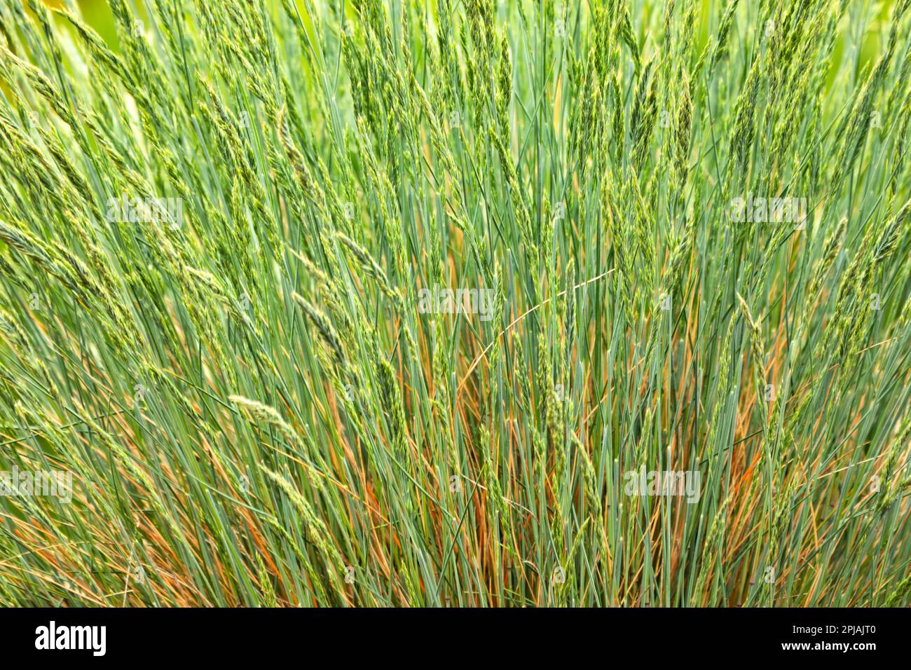 The textures and patterns are a true work of nature's artistry ...