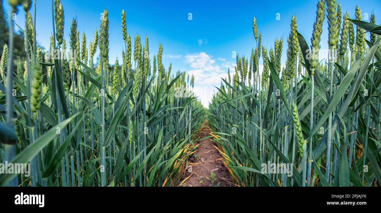 Find inspiration in the emerging beauty of this picture-perfect scene ...