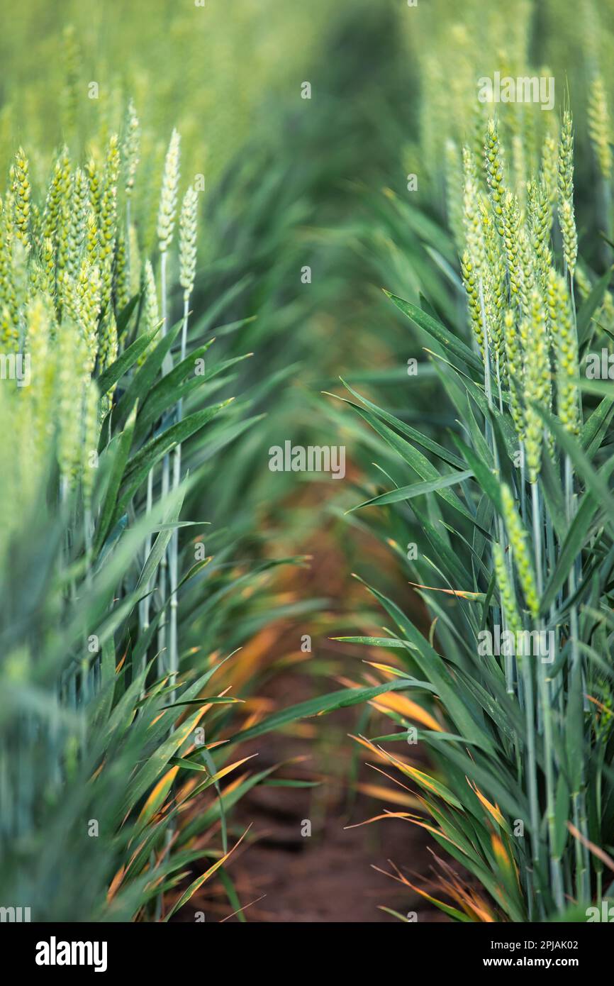 Witness the miracle of new life with this stunning photograph of fresh ...