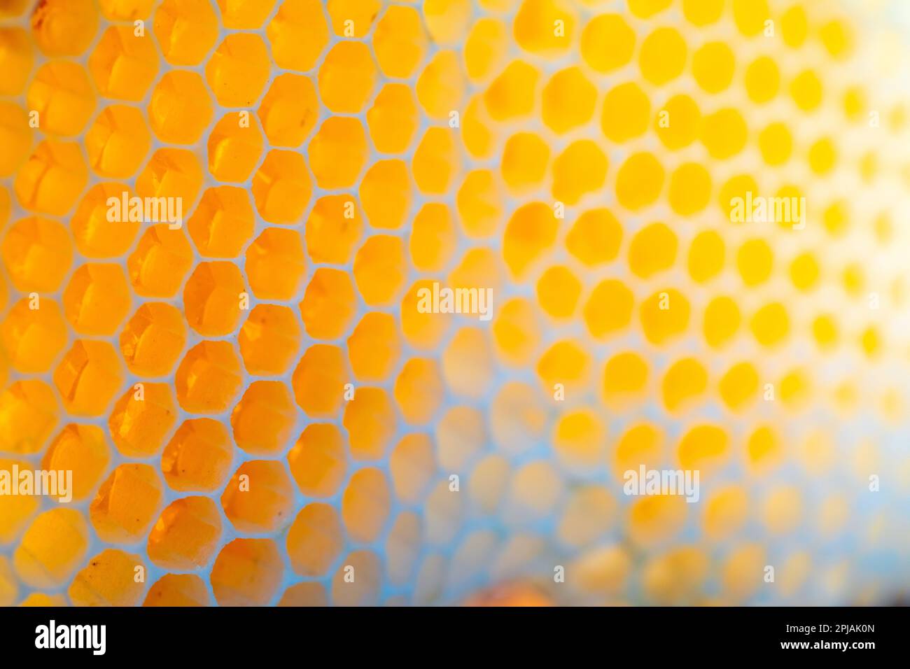 Hexagonal patterns in nature hi-res stock photography and images - Alamy