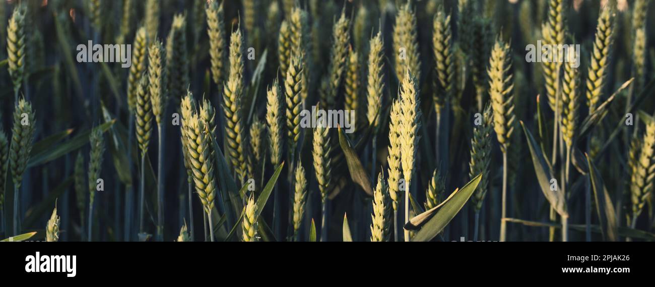 Find inspiration in the emerging beauty of this picture-perfect scene ...