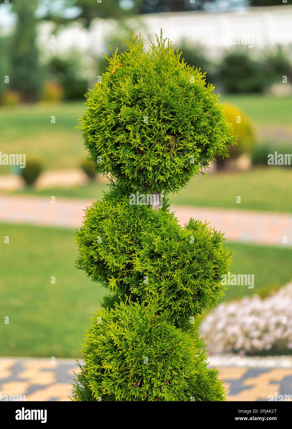 Enhance the beauty of your garden with this stunning spiral topiary. A ...