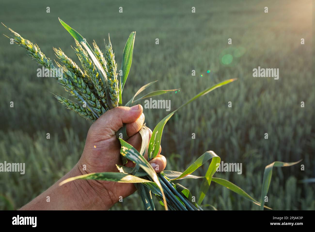 Spring Harvest: A Fresh Bundle of Wheat in Farmer's Hands Stock Photo ...