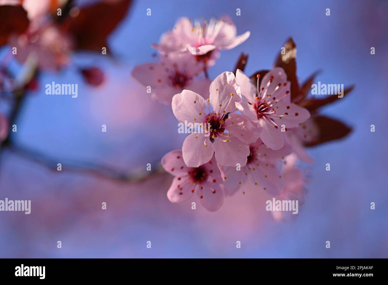 Beautiful spring flowering tree - Japanese Sakura Cherry. Natural ...