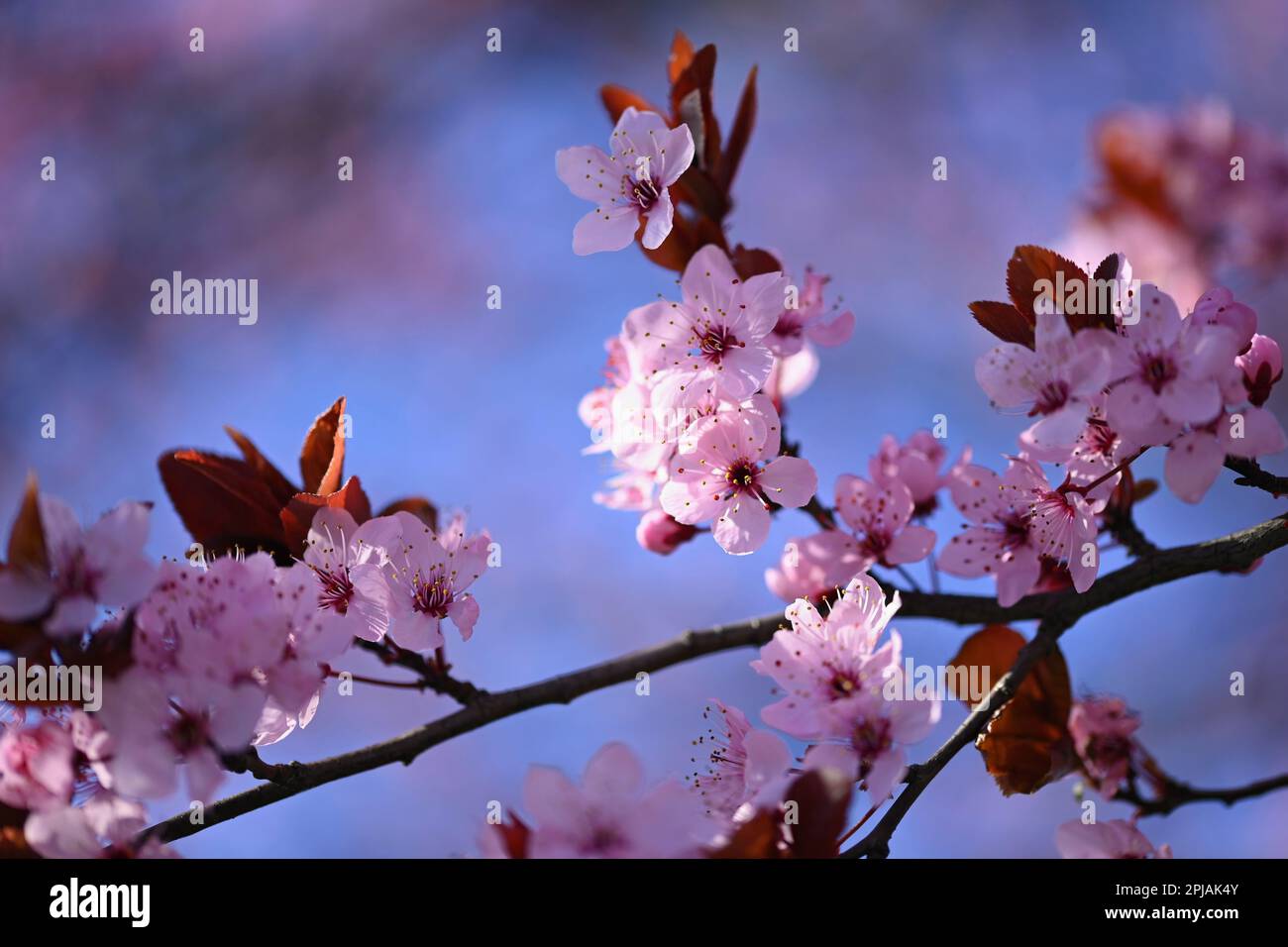 Beautiful spring flowering tree - Japanese Sakura Cherry. Natural ...