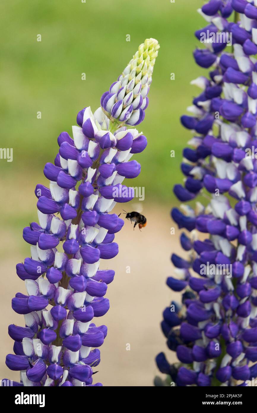 Red-tailed bumblebee, Bombus lapidarius, Bumblebee, Flying, Lupinus ...