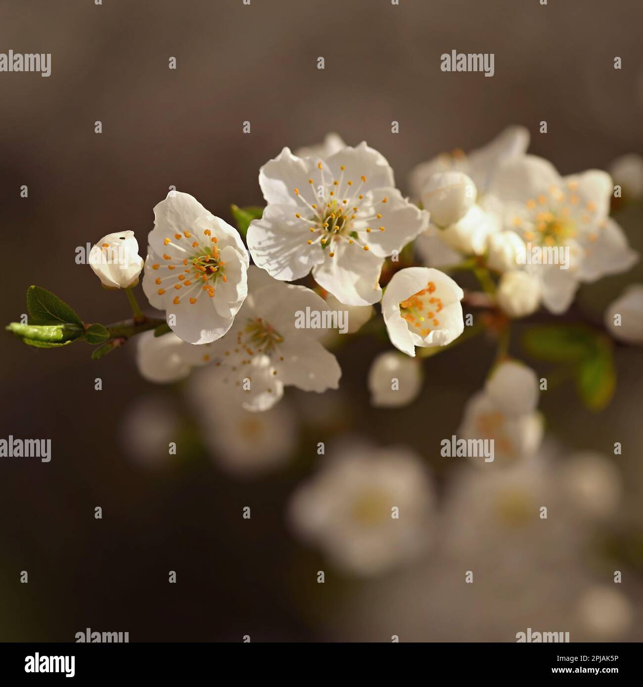 Flowering tree. Beautiful spring background with nature. Colorful ...