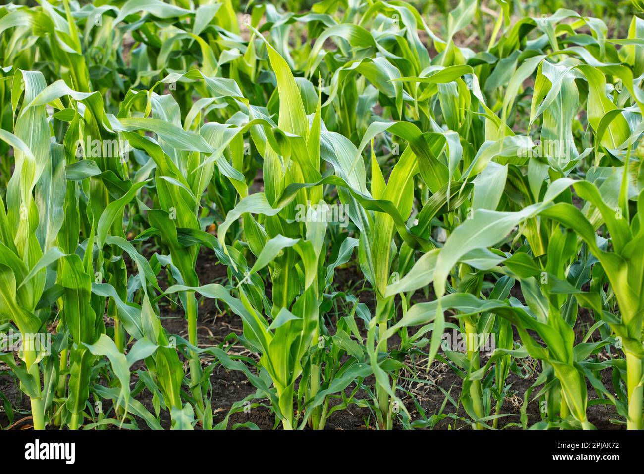 Experience the beauty of nature with fresh young corn growing in the ...