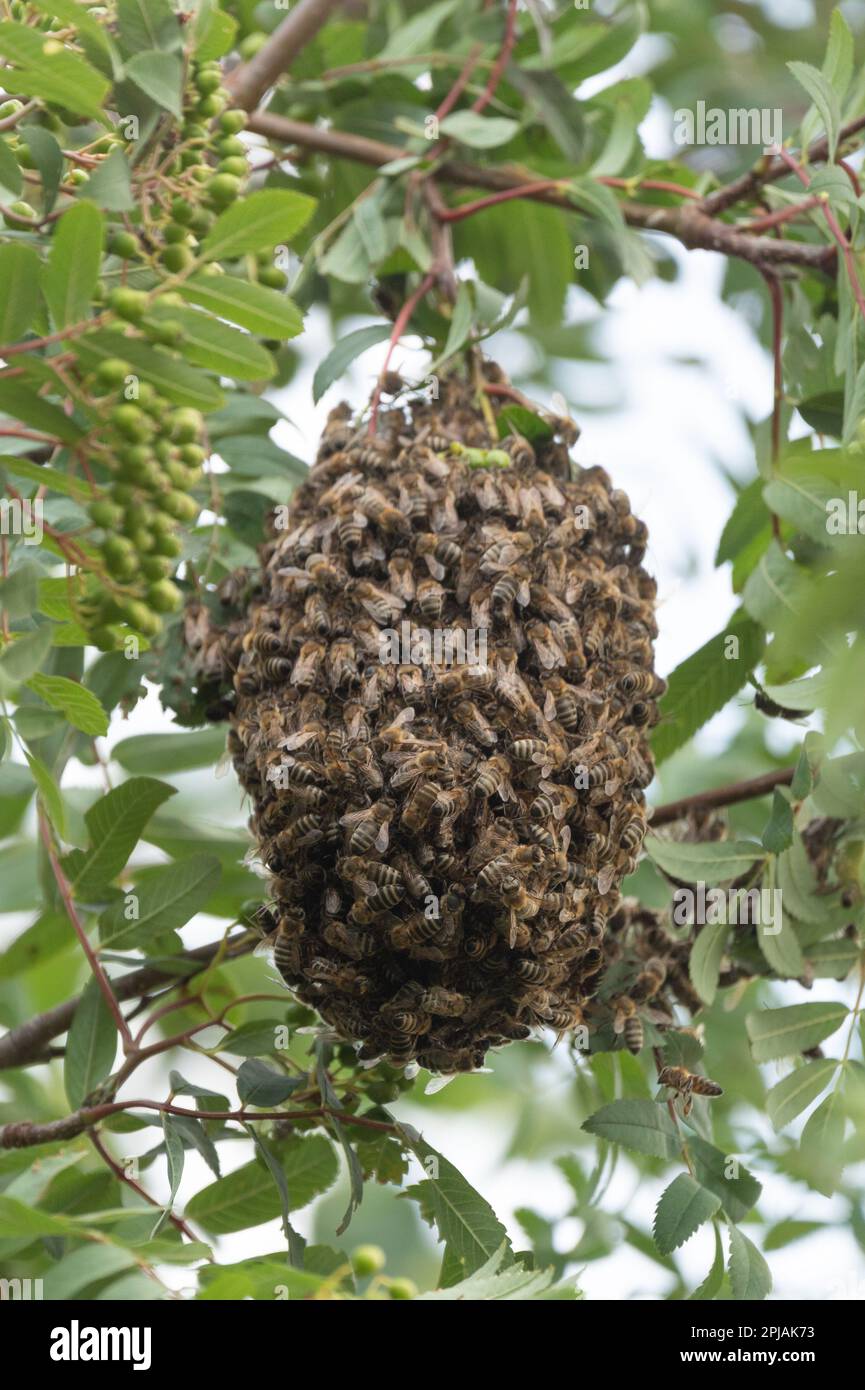 beekeeping up close with our stunning photo of a swarm on display ...
