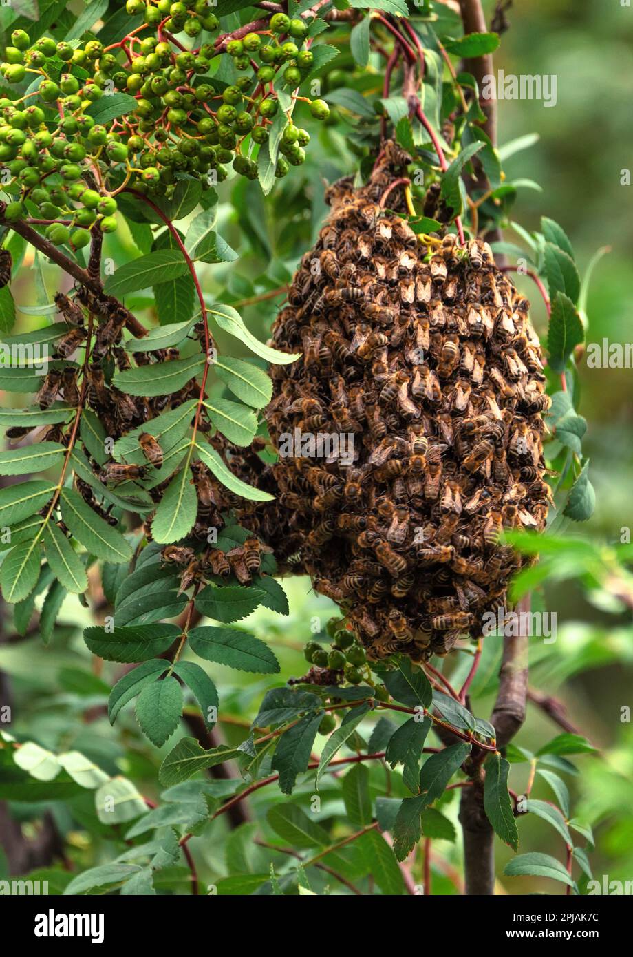 Witness the incredible beauty of nature with our stunning photo of a ...