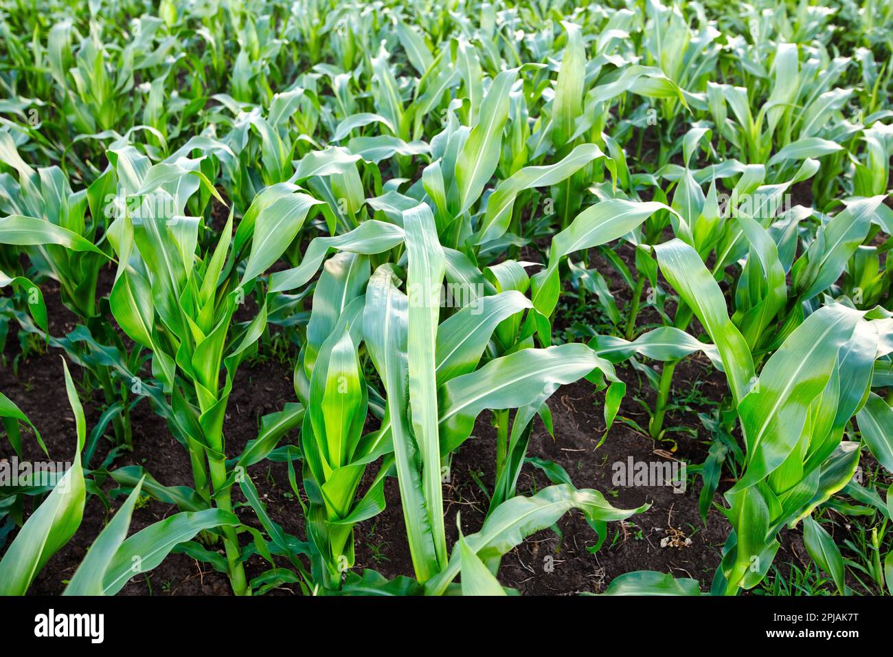 Witness the promise of a new harvest with young corn growing on the ...
