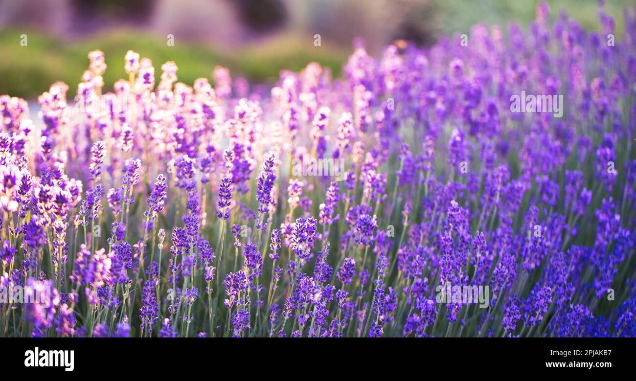 Capture the essence of summer with this stunning photograph of lavender ...