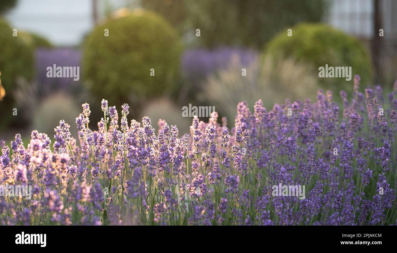 Bring a touch of tranquility to your home with this beautiful ...