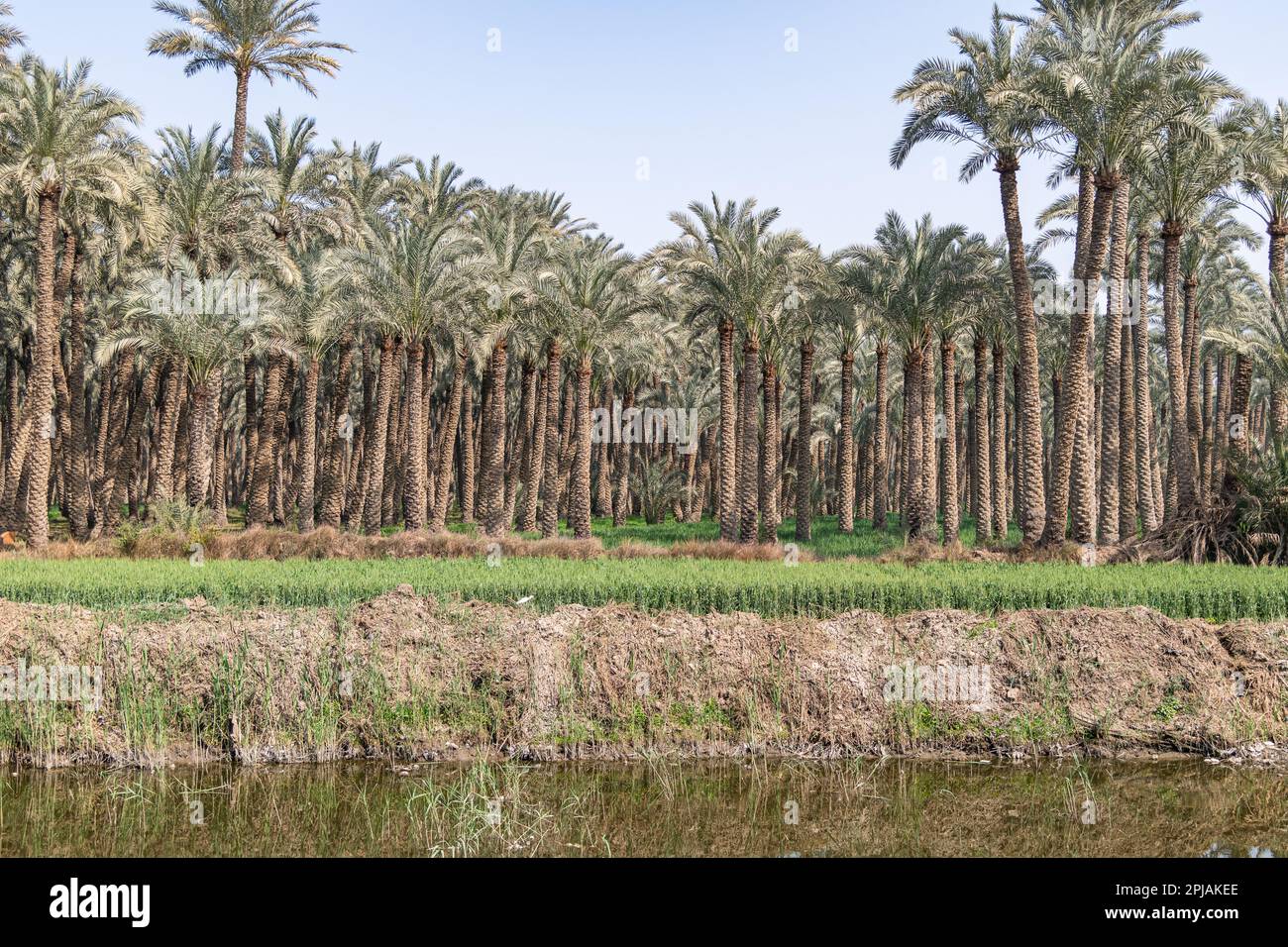 Date palm trees along a river near Giza in Egypt Stock Photo - Alamy
