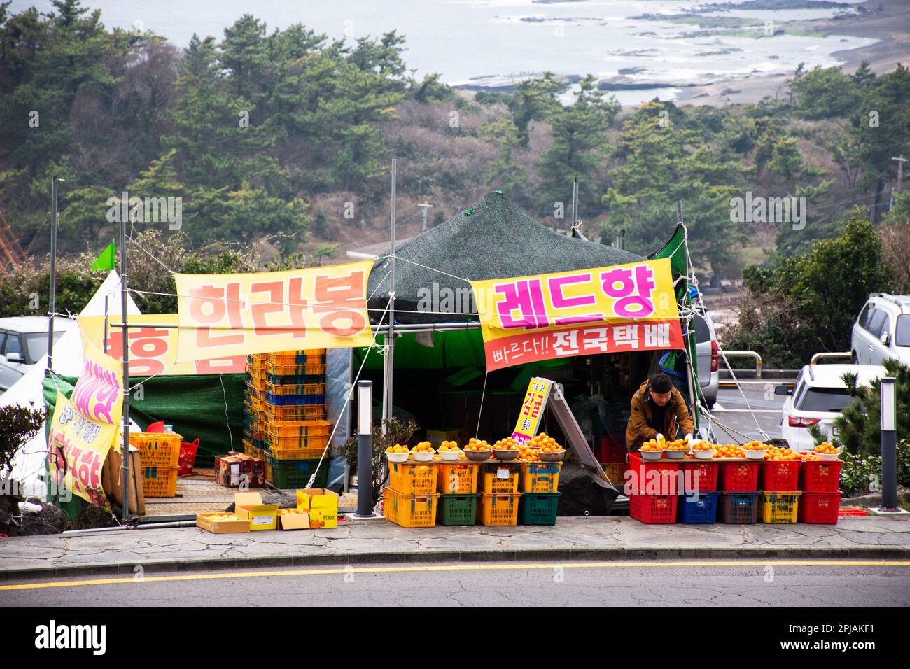 Life lifestyle of hawker stall traditional korean people sale hallabong ...