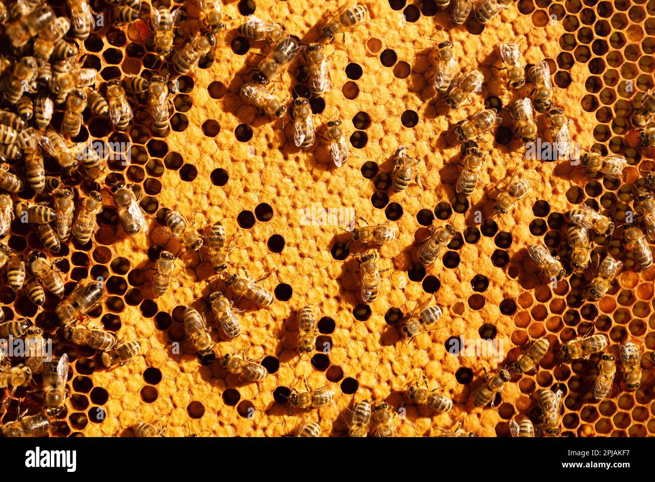 Honeycombs with worker bees and closed bee brood. Development of young ...