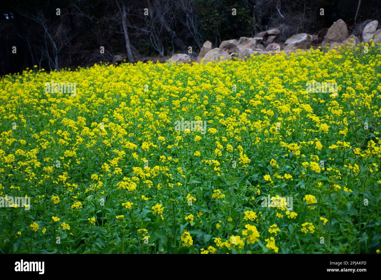 Canola flowers plants or Rapeseed flora tree in garden park forest ...