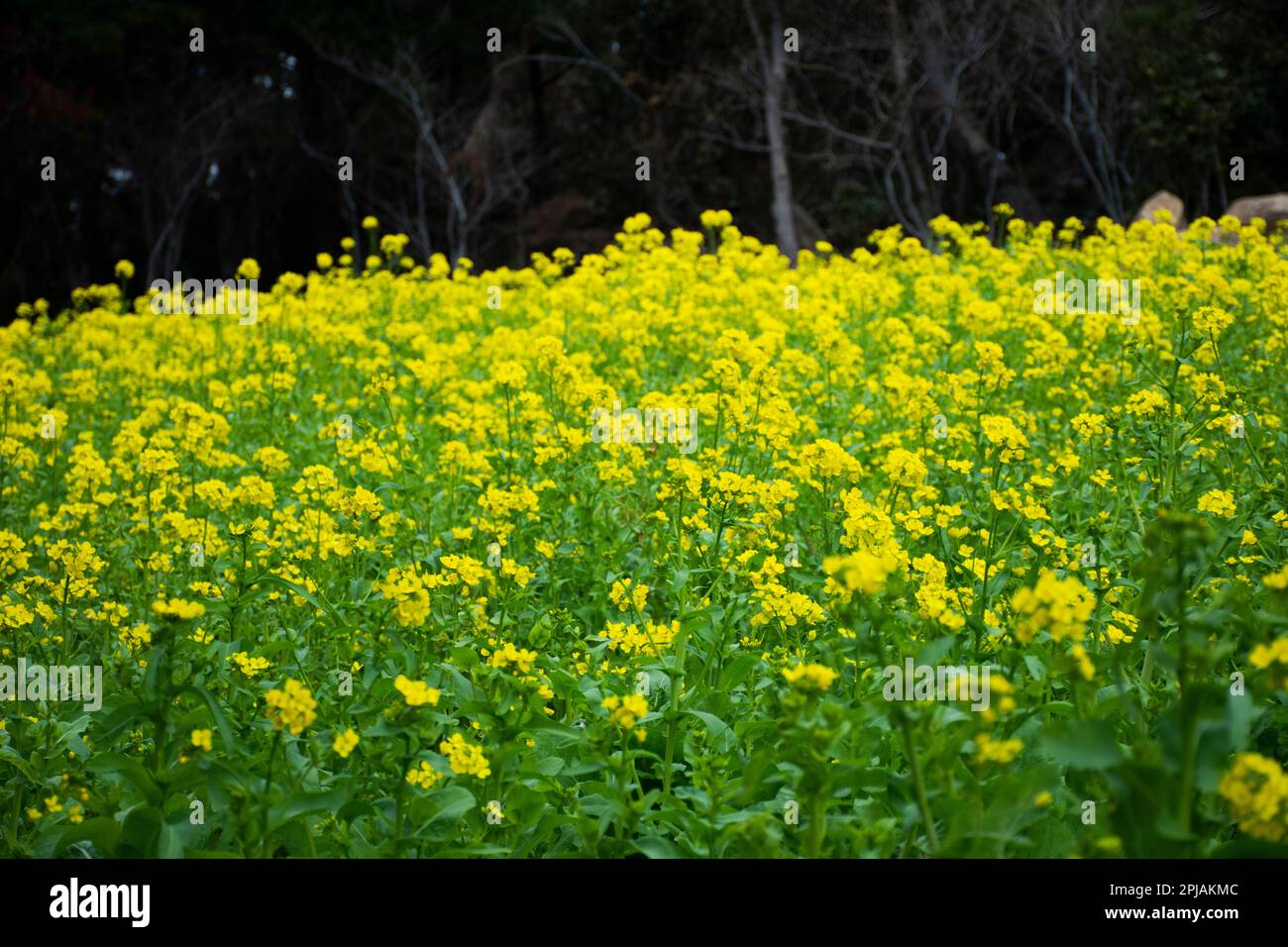 Canola flowers plants or Rapeseed flora tree in garden park forest ...