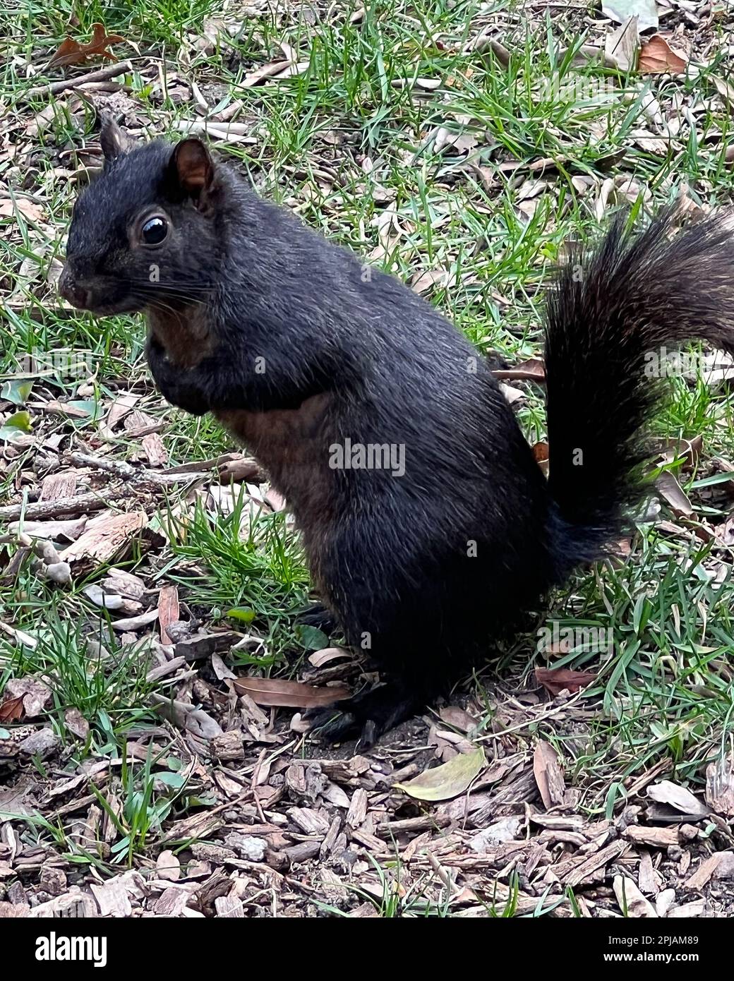03 31 23 black squirrel hi-res stock photography and images - Alamy