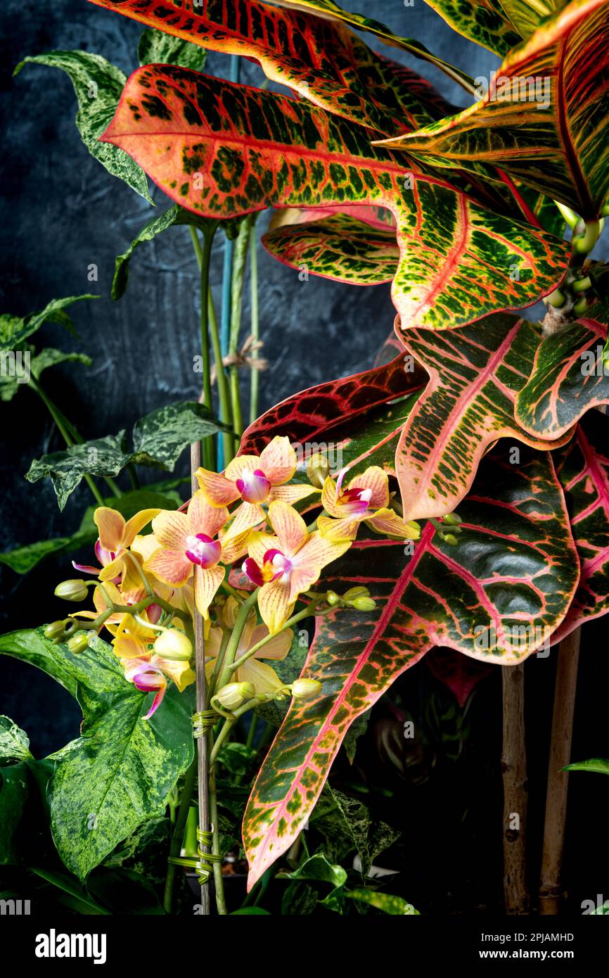 House plants arrangements Stock Photo - Alamy