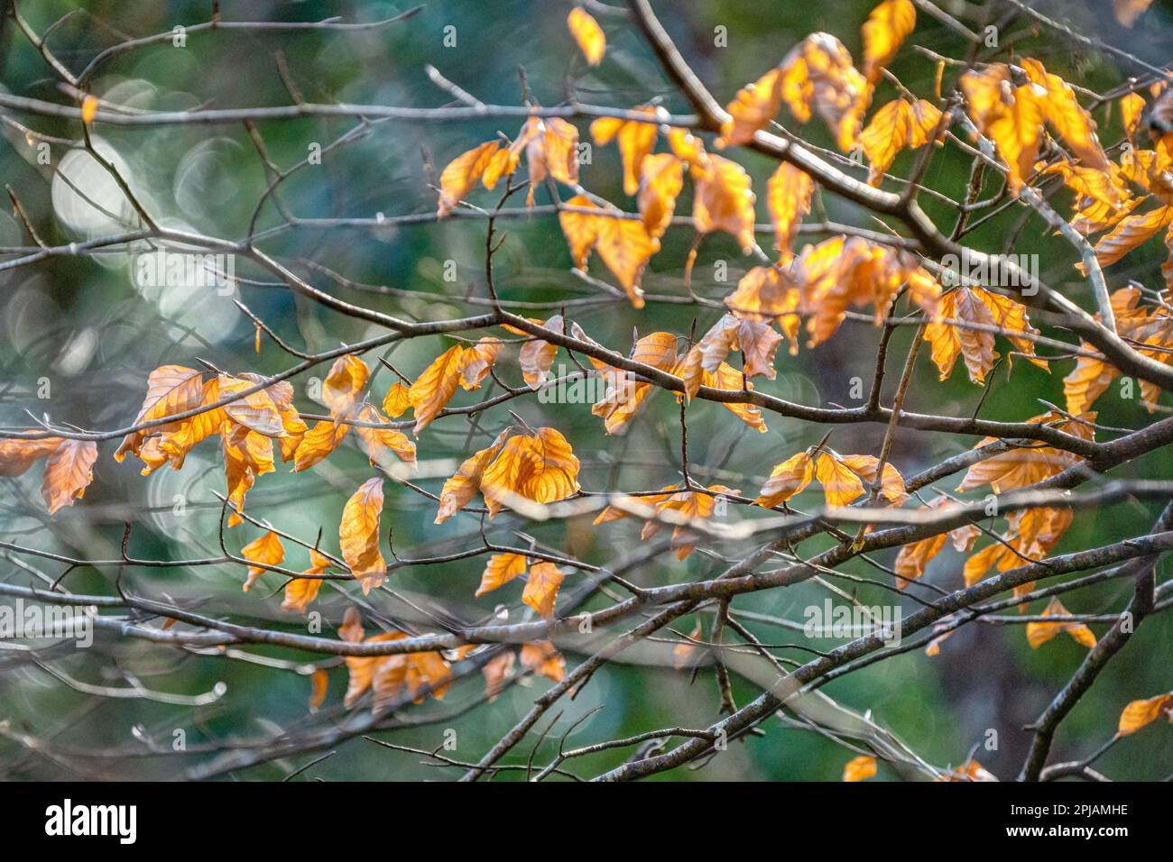 A lovely capture of winter light on small Beech tree branches in a ...