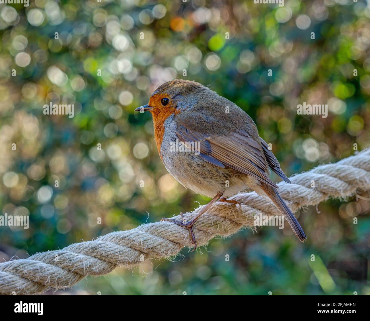Spring fresh horizontal colour portrait of a gorgeous cute Robin ...