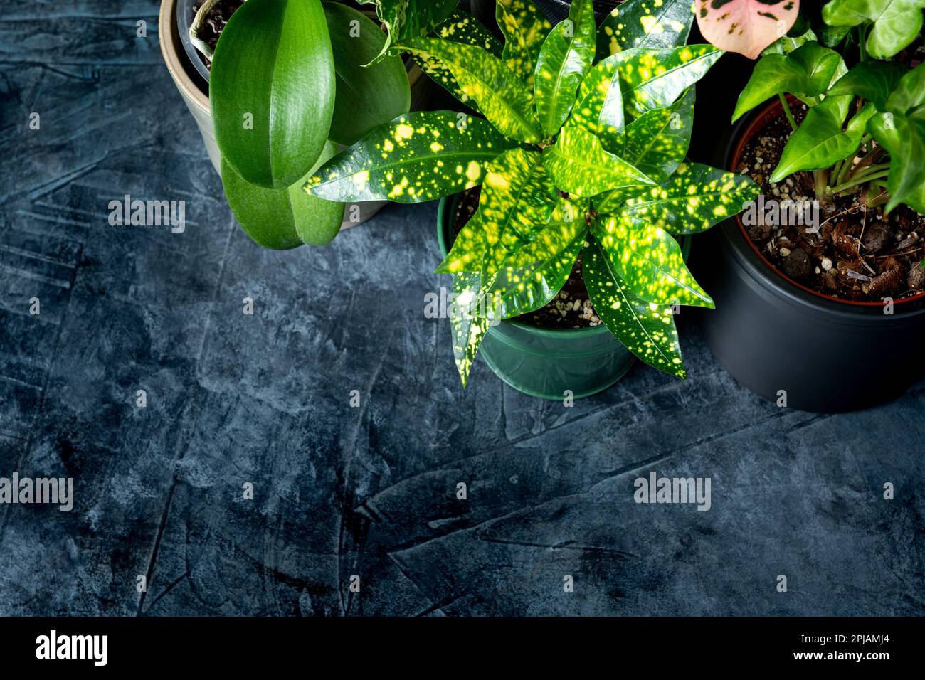 House plants arrangements Stock Photo - Alamy