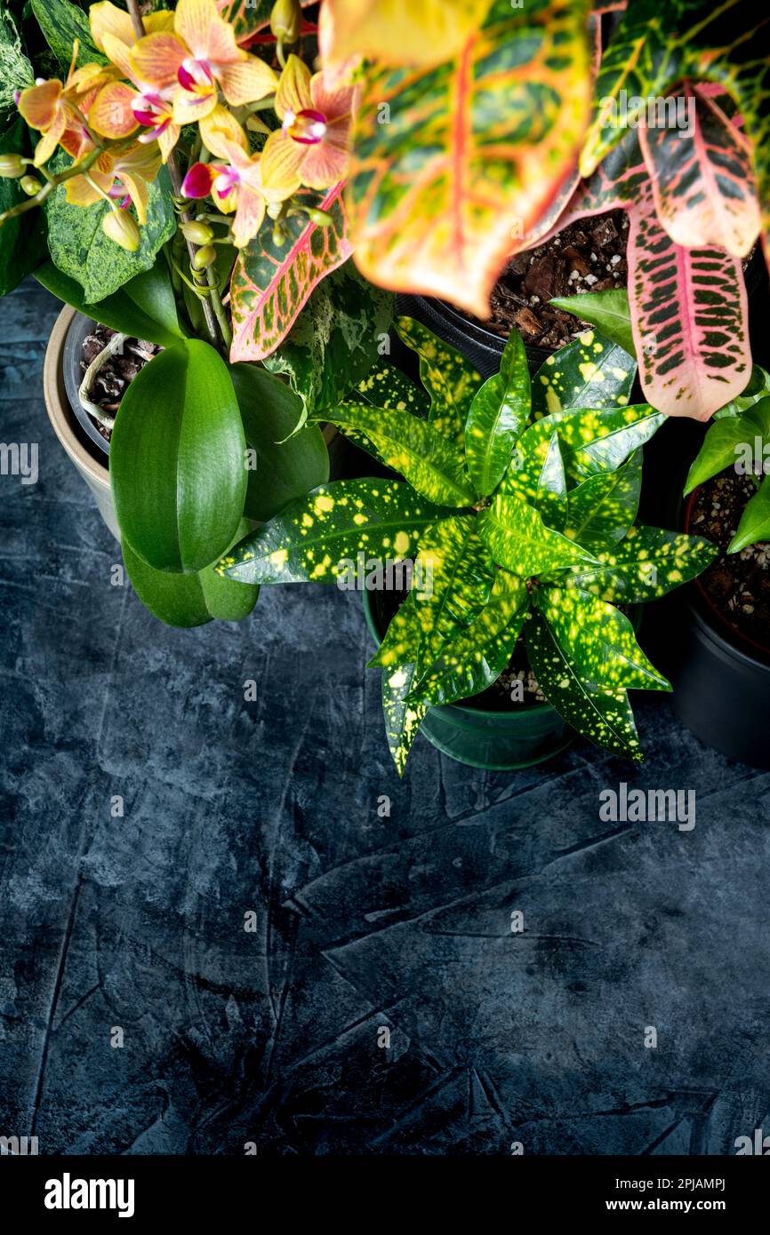 House plants arrangements Stock Photo - Alamy