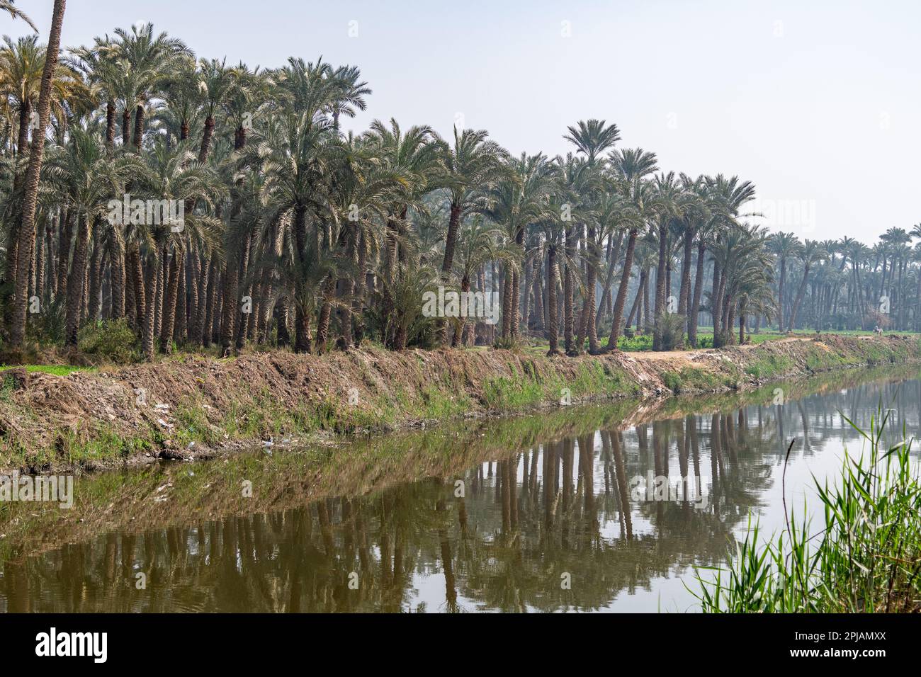 Date palm trees along a river near Giza in Egypt Stock Photo - Alamy