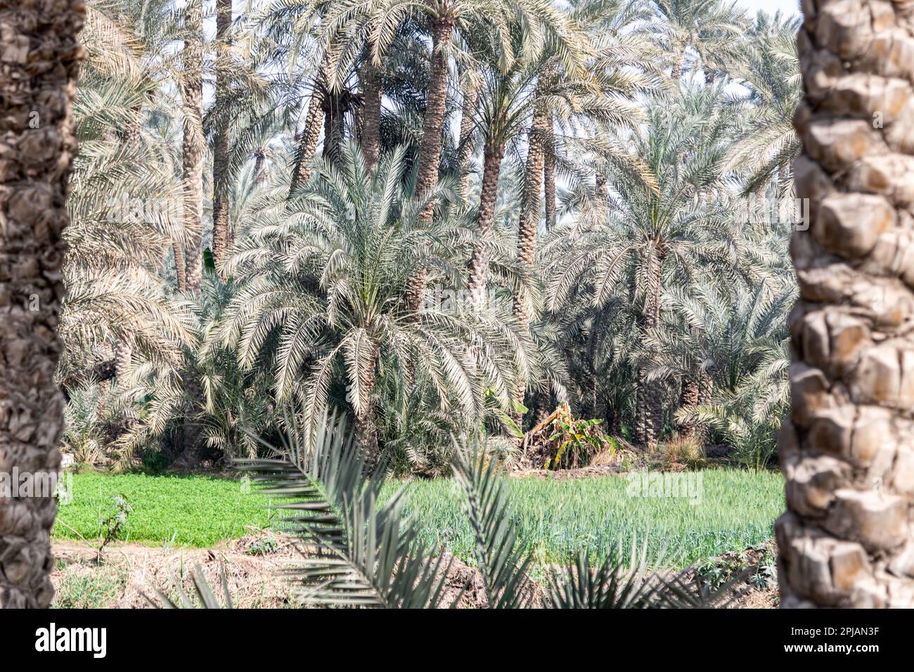 Date palm trees along a river near Giza in Egypt Stock Photo - Alamy