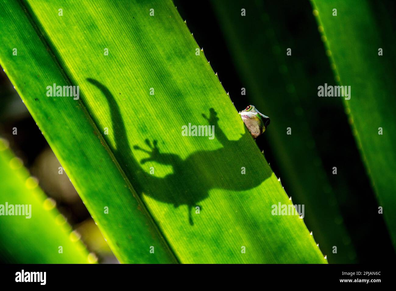 Emerald day gecko hi-res stock photography and images - Alamy