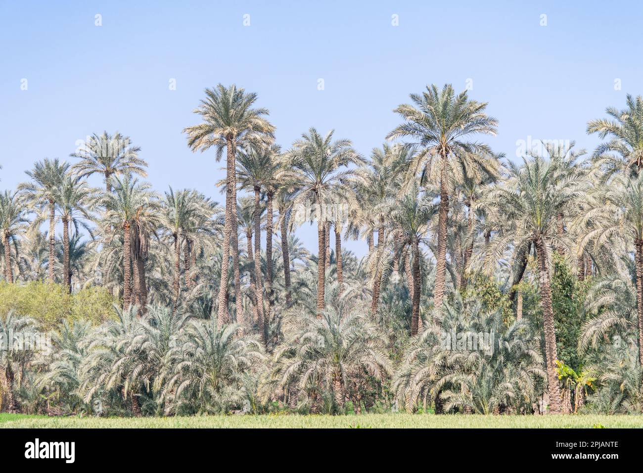 Date palm trees along a river near Giza in Egypt Stock Photo - Alamy