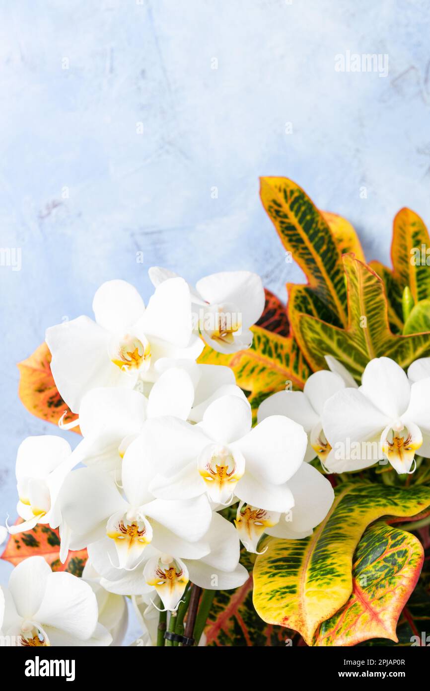 House plants arrangements Stock Photo - Alamy