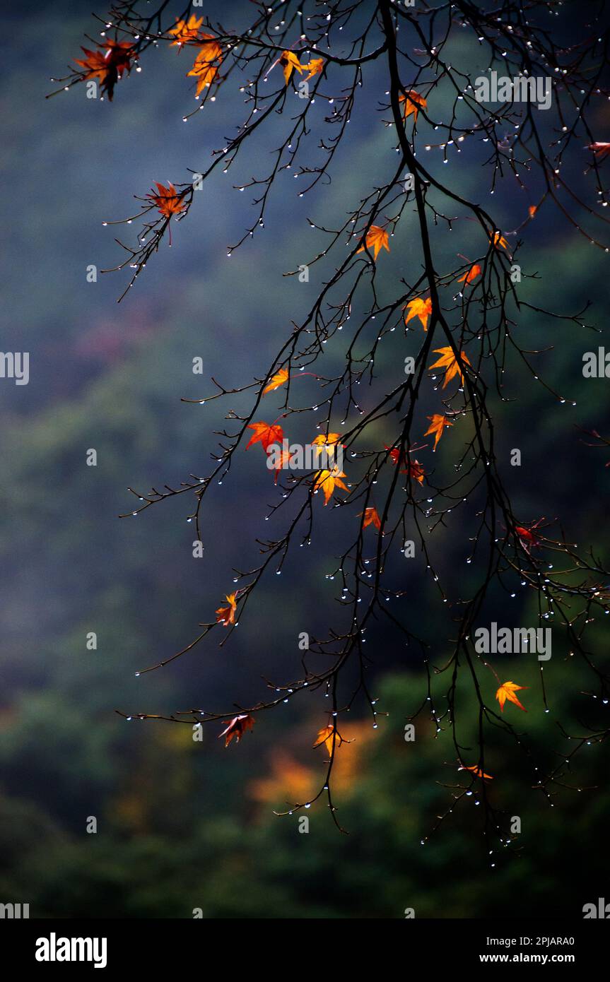 Ushitakiyama shrine hi-res stock photography and images - Alamy