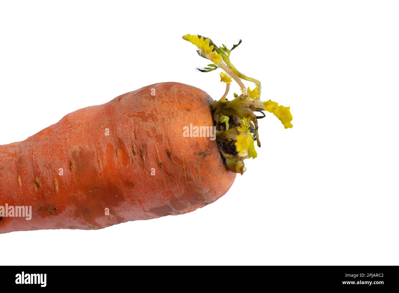 Rotting carrot hi-res stock photography and images - Alamy