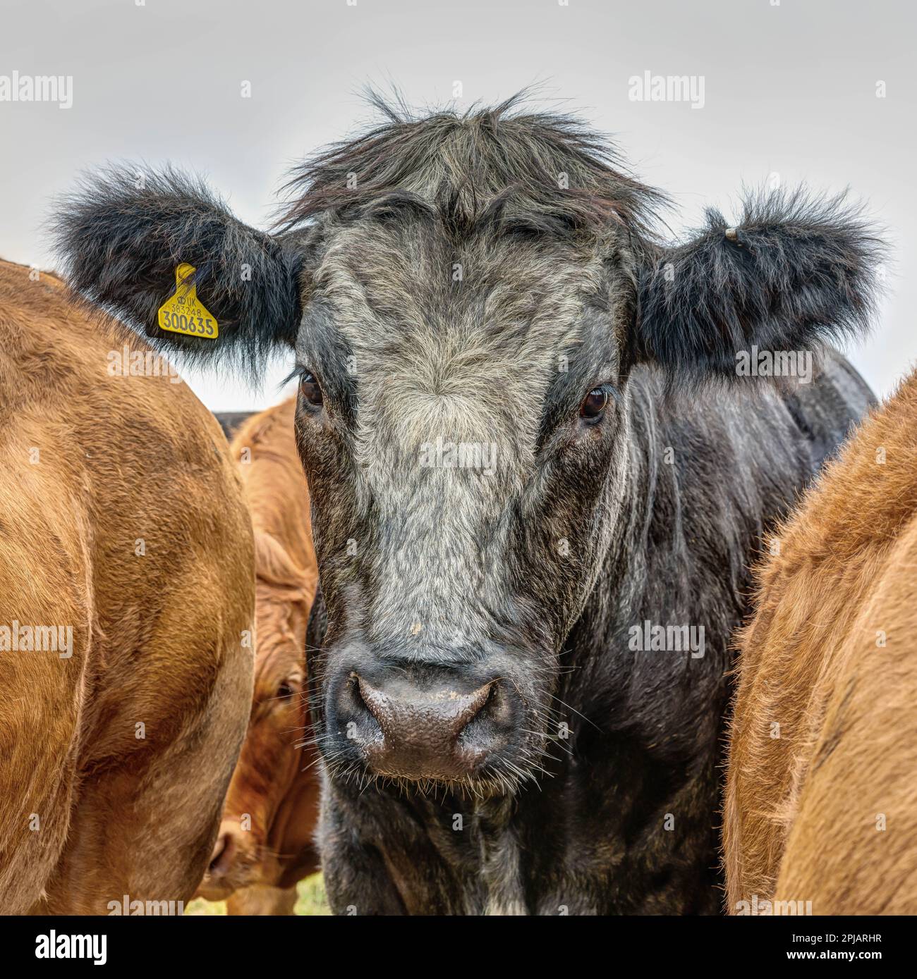 Square colour closeup of a grey/black cow's head and shoulders, sharply ...