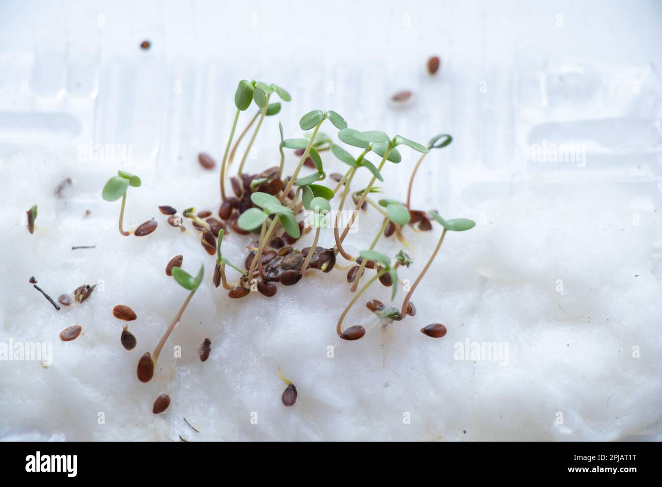 Sprouted radish hi-res stock photography and images - Alamy