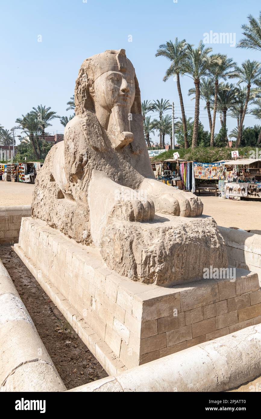 A sphinx like statue of a pharaoh at the open air museum in Memphis ...