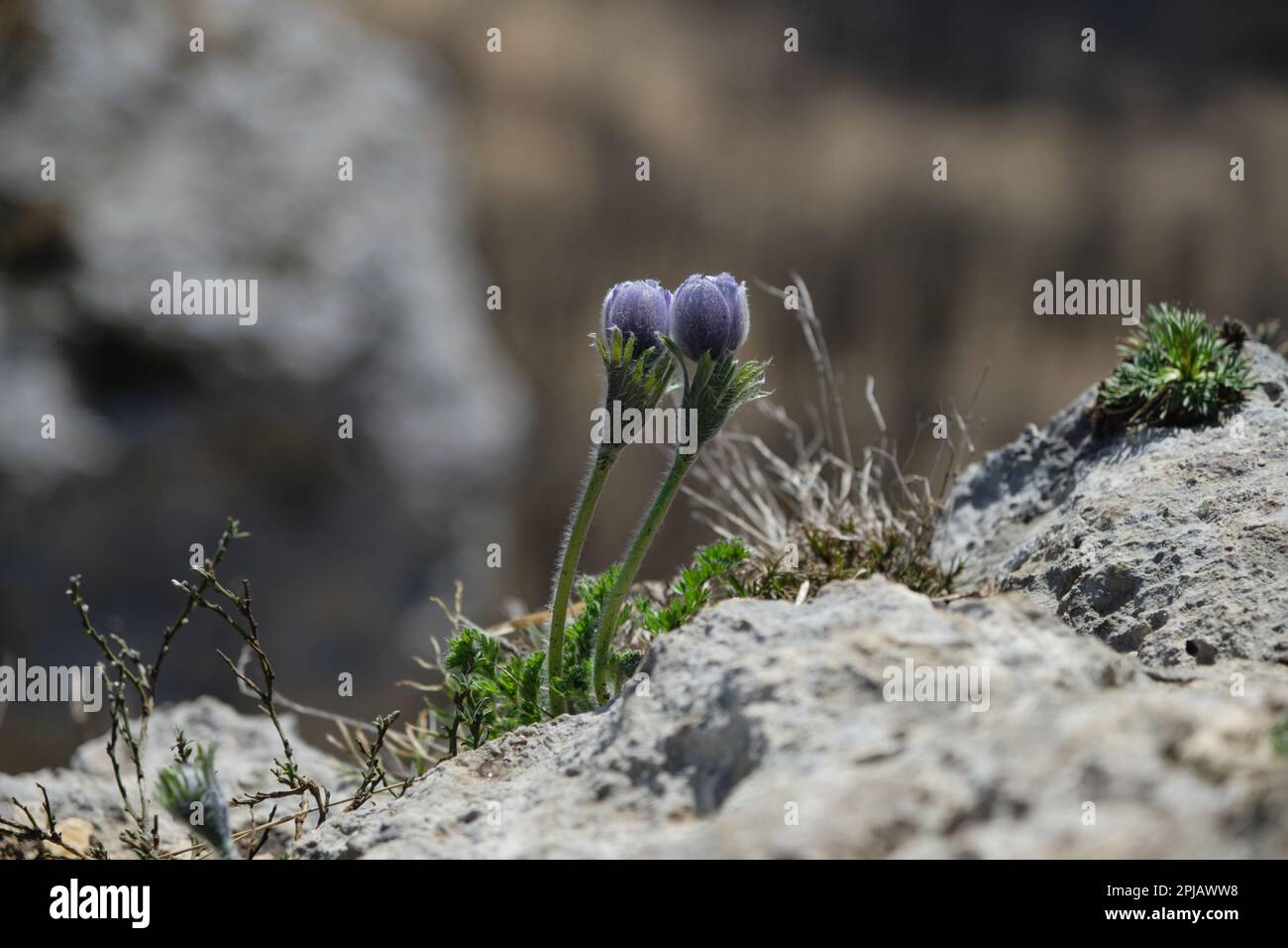 Two small lilac primrose flowers grow together right out of stone cliff ...