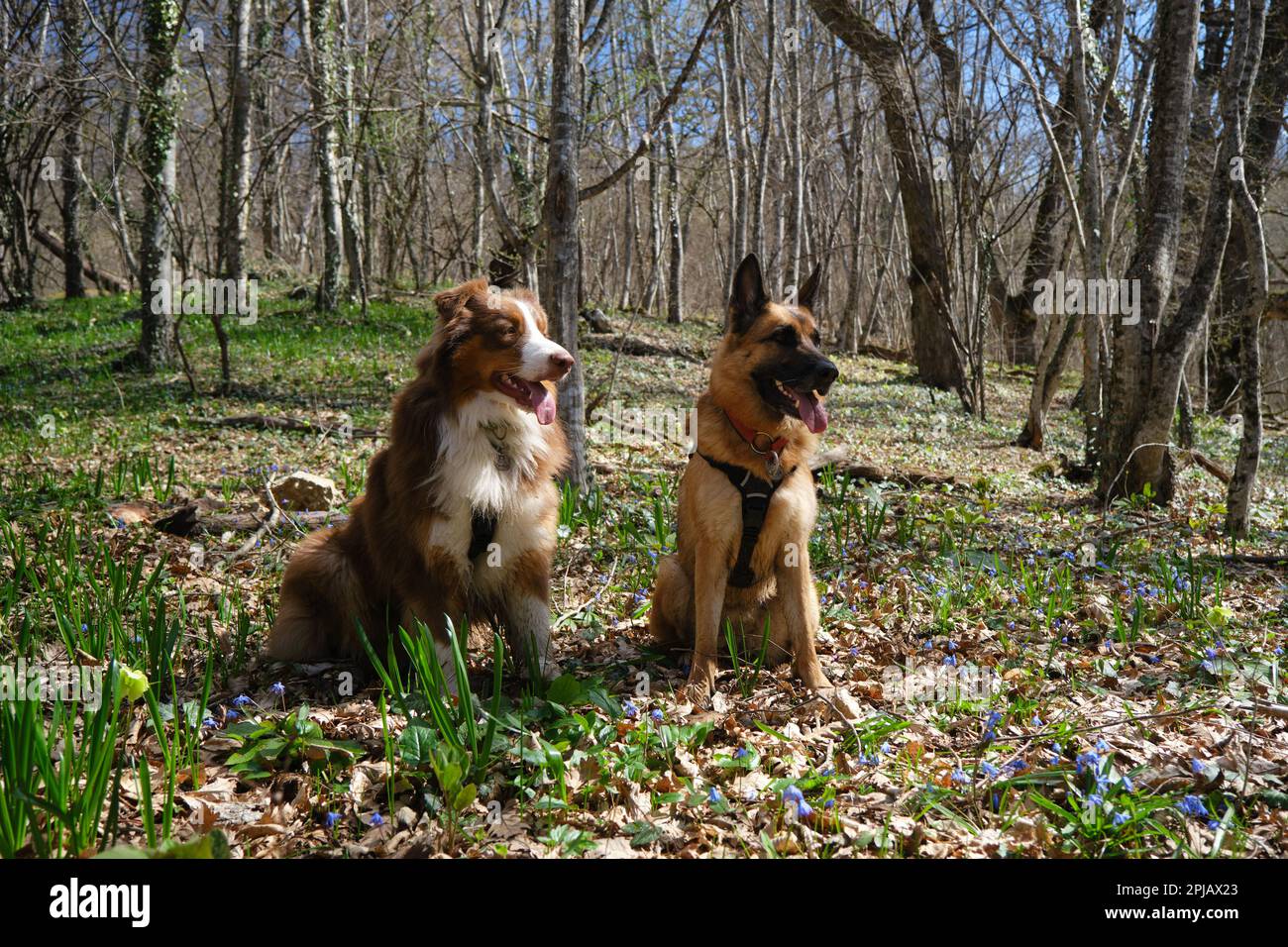 Australian and German Shepherd sit side by side in clearing among ...