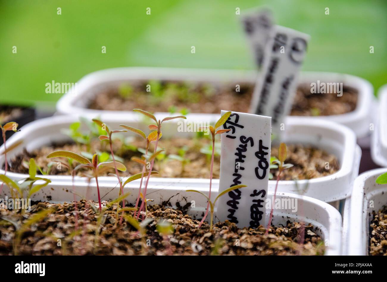 Growing on seedlings hi-res stock photography and images - Alamy