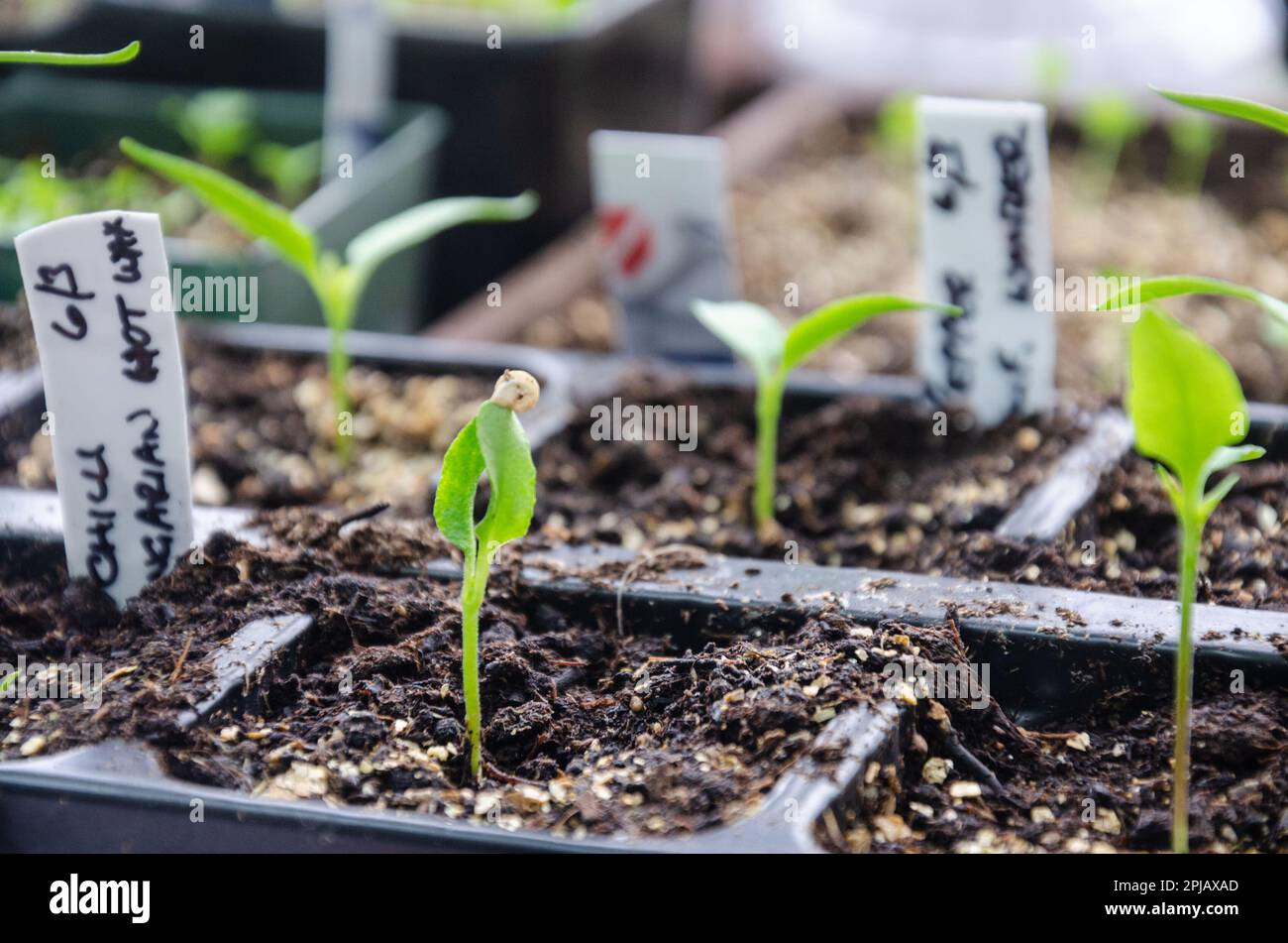 Seedlings growing in a seed tray with plastic labels made from old ...