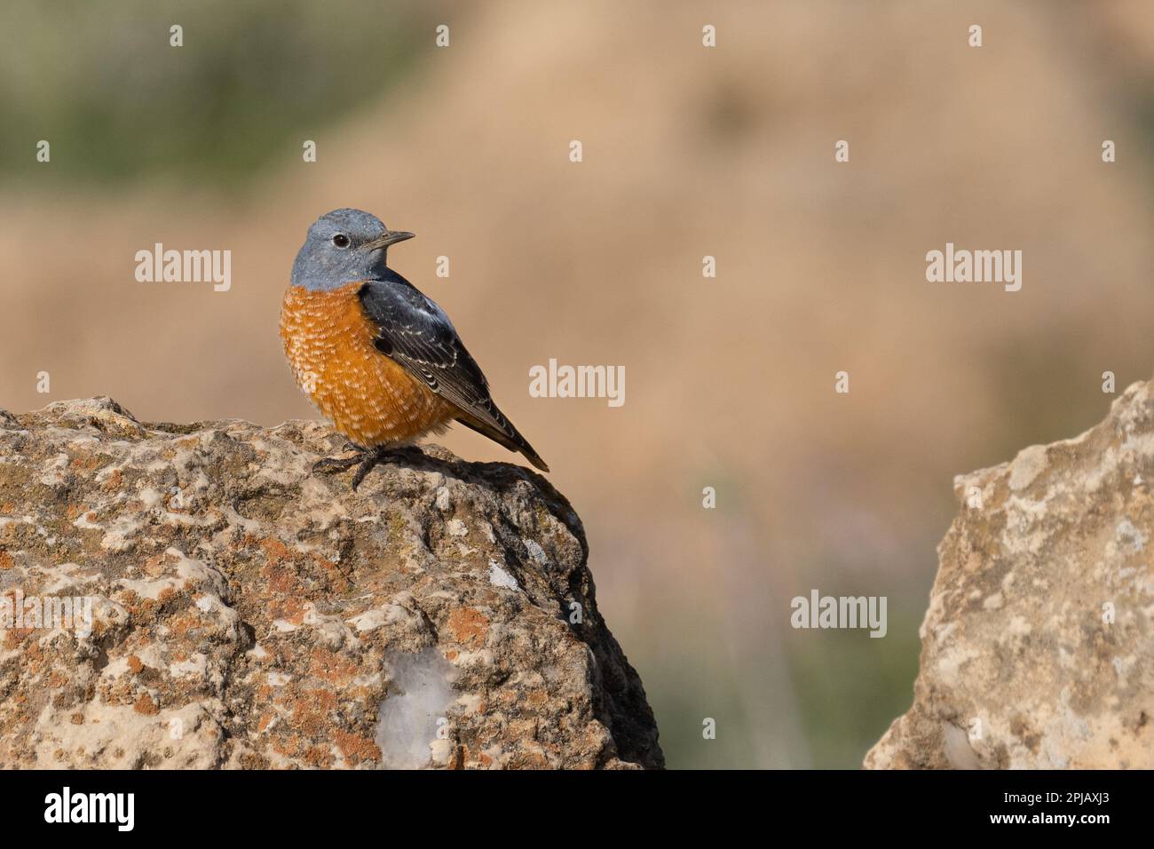 Common rock thrush rufous-tailed rock thrush or simply rock thrush ...