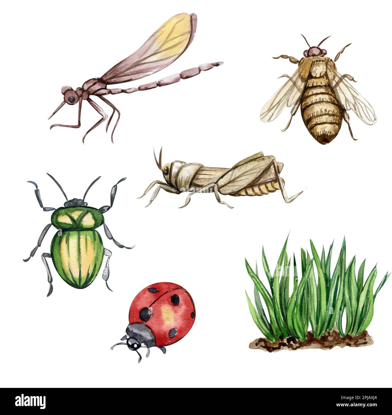 Watercolor illustration set of insects,grasshopper, bumblebee ...