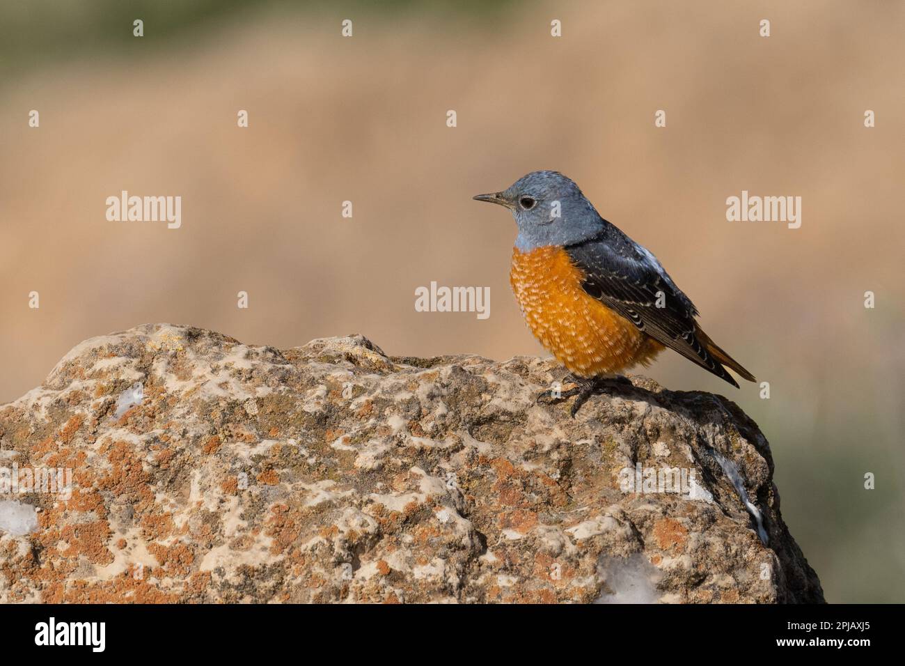 Common rock thrush rufous-tailed rock thrush or simply rock thrush ...