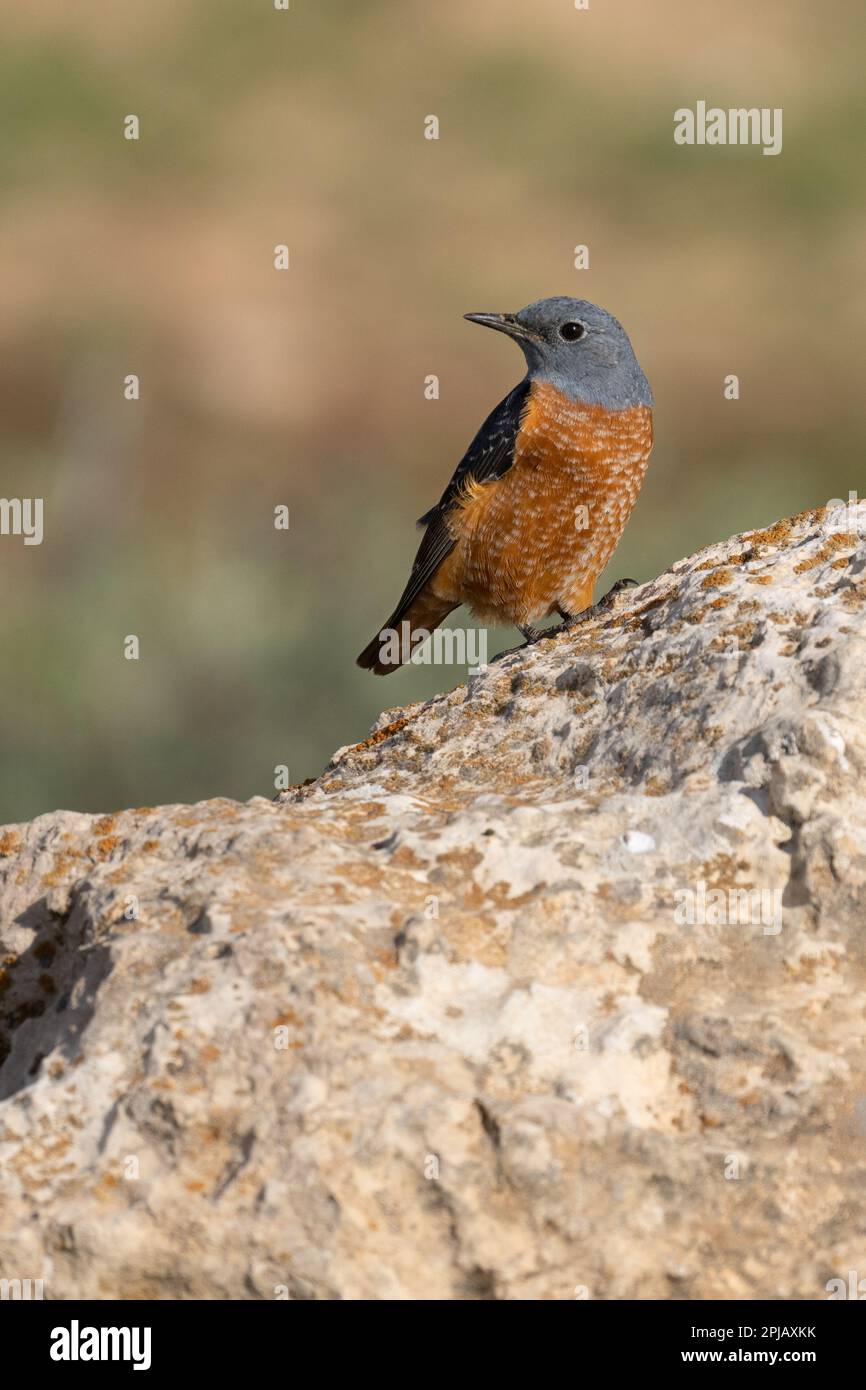 Common rock thrush rufous-tailed rock thrush or simply rock thrush ...