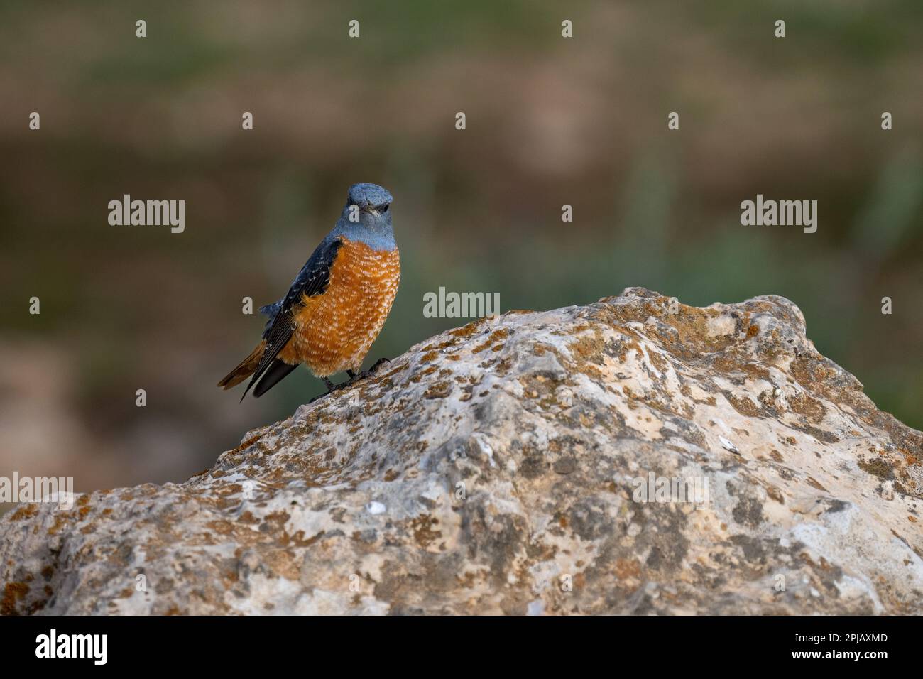 Common rock thrush rufous-tailed rock thrush or simply rock thrush ...